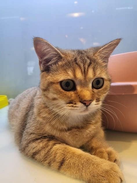 강아지분리불안 골든리트리버분양가 시바견무료분양 인천강아지무료분양 푸숑 푸들분양가 아기고양이 무료애견분양 제로 강아지입양 고양이입양 도그마루 입양케어센터 유기견입양