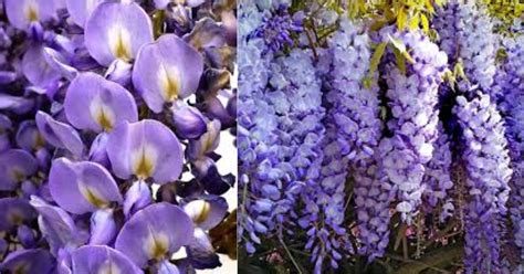 Wisteria Flower Its Meanings Symbolism