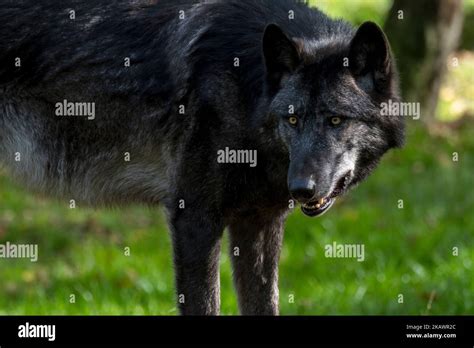 Black Northwestern Wolf Mackenzie Valley Wolf Alaskan Timber Wolf Canadian Timber Wolf