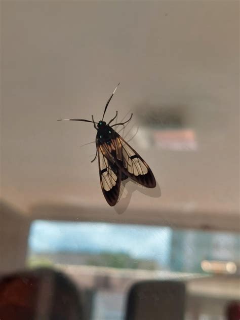 What Is This Beautiful Thing A Moth Rwhatsthisbug