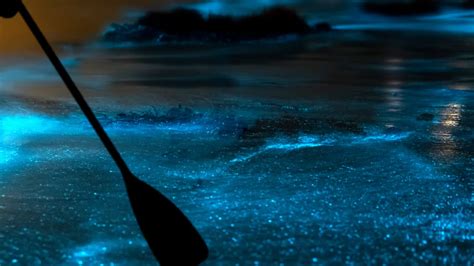 Tour En Kayak Para Ver La Bioluminiscencia En Bahia Mosquito