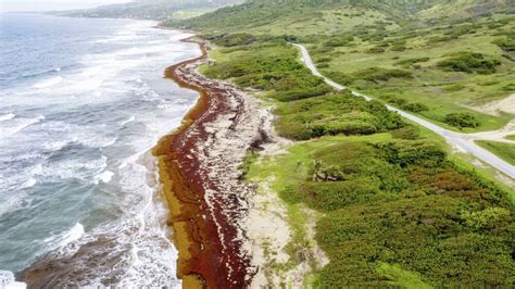 Monique Keiran Weird Bacteria Sex Helps Us Digest Seaweed Victoria Times Colonist