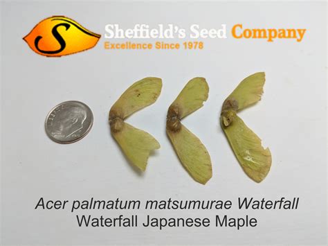 Acer Palmatum Ssp Matsumurae Waterfall Freshgreen Seed Common