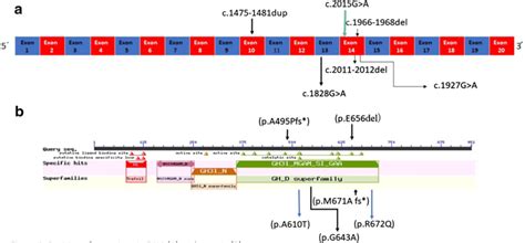 Position Of The Mutations In Dna A And Protein B Sequence The Download Scientific Diagram
