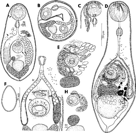 Phocitremoides Ovale Metacercariae From Scales Of Fundulus Download Scientific Diagram