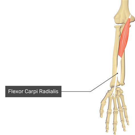 Flexor Carpi Radialis Origin Insertion And Action Getbodysmart