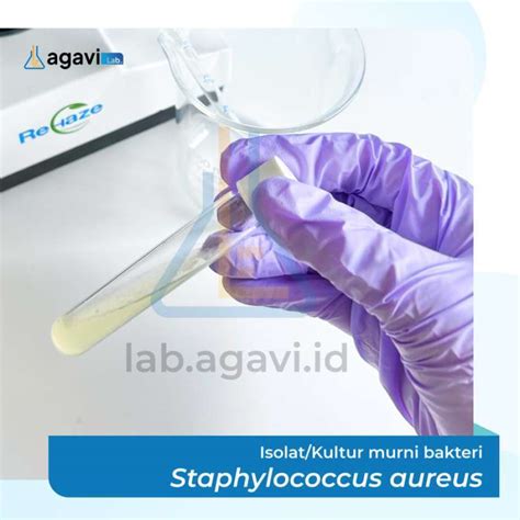 Jual Kultur Murni Isolat Bakteri Staphylococcus Aureus Di Seller Kenz