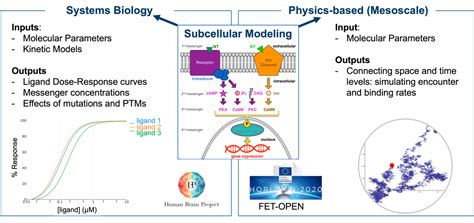 Signal Cascade At The Synapse