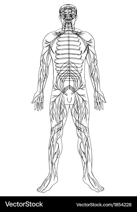 Nervous System Royalty Free Vector Image Vectorstock