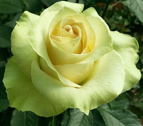 Купить саженцы Киви оптом за 140 ₽ | Саженцы роз в Москве