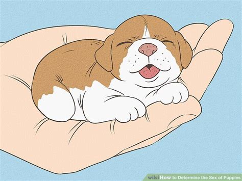 How To Determine The Sex Of Puppies 11 Steps With Pictures