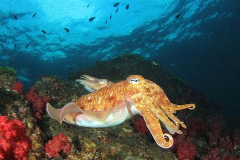 Cuddle Up With Ubuntu Linux Cosmic Cuttlefish Beta Now BetaNews