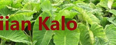 Plants Archives Key Search