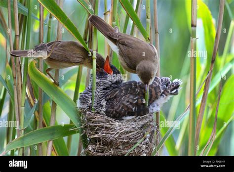 Eurasian Cuckoo Cuculus Canorus Fledgling In The Nest Of A Reed