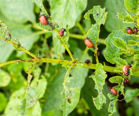 Colorado Potato Beetles Can ‘truly Decimate Crops