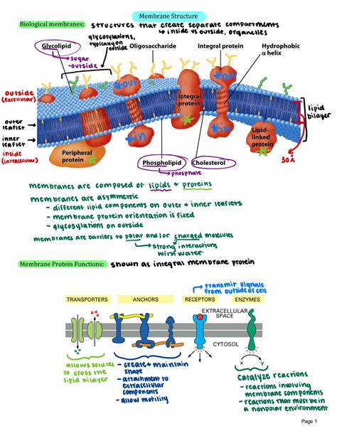 Chapter Membrane Structure Membrane Structure Biological Membranes Membrane Protein