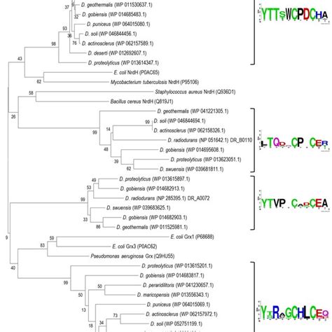 Phylogenetic Relationship Of Lexa Homologues Identified In Deinococcus Download Scientific