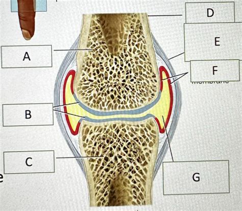 Joint Types And Classifications Flashcards Quizlet