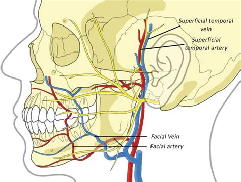 Tmj Joint Facial Nerve