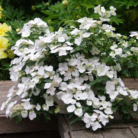 Hydrangea Fairytrail Bride Cascade Hydrangea Outdoor Design And Living