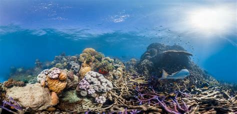 How Deep Learning Could Help Save Coral Reefs