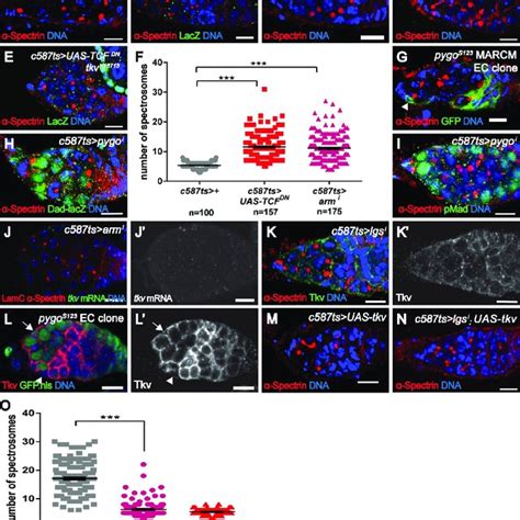 ͑ Color Online ͒ ͑ A ͒ ͑ C ͒ Outline Of The Morphogen Gradient