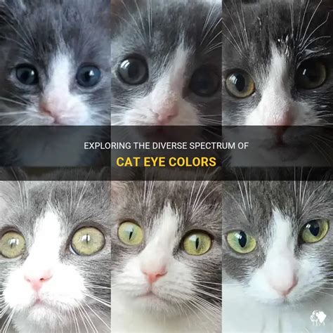 Can Cats Have Brown Eyes Heres What You Need To Know Giau