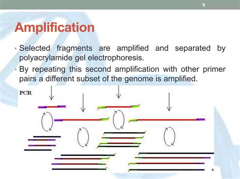 Aflp Amplified Fragment Length Polymorphism Alu Pptx Chemistry