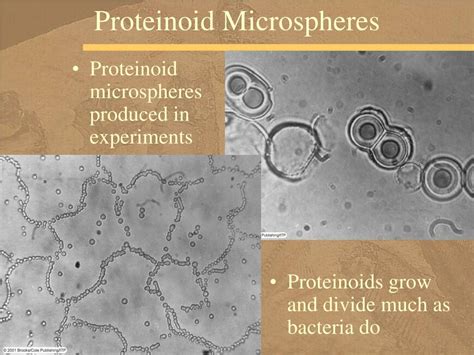 Ppt Chapter 8 Powerpoint Presentation Free Download Id5553626