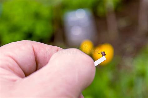 The Tick Ixodes Ricinus Was Removed From The Human Body With Tweezers
