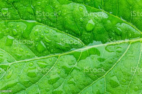 매크로 잎과 물 방울 물은 생명 녹색 잎 매크로에 투명 빗물의 큰 아름다운 방울입니다 아침에 이슬방울이 태양처럼 빛납니다 자연에서 아름 다운 잎 감촉 자연스러운 배경 0명에