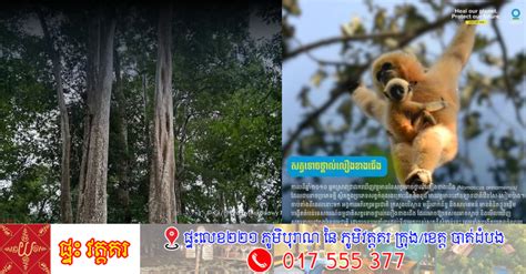 ទស្សនារដូវកាលបៃតងនៅជំរំទោចថ្ពាល់លឿងឧទ្យានជាតិវើនសៃ សៀមប៉ាង សារព័ត៌មាន នគរវត្ត