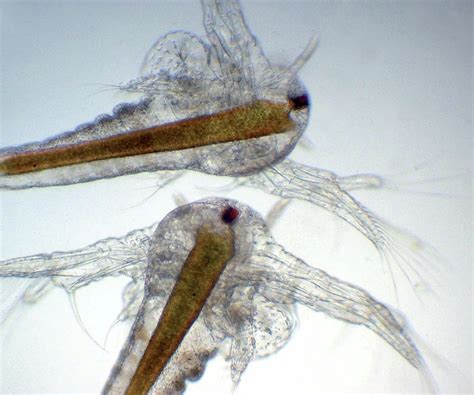 Partnering with SKRETTING for artemia enrichment using ORI-N3 - I&V-BIO