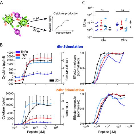 Memory CD8 T Cells Produce Different Cytokines And Induce Killing At Download Scientific