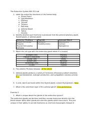 The Endocrine System BIO 251 Lab Docx The Endocrine System BIO 251 Lab 1 Label The Endocrine