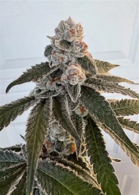 Crazy For Candy Seeds By Detroit Seed Company Growdiaries