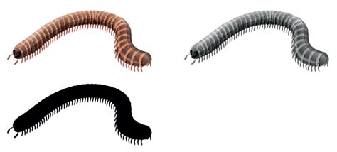 Set Of Millipede Character Set Drawing Grey Vector Set Drawing Grey Png And Vector With