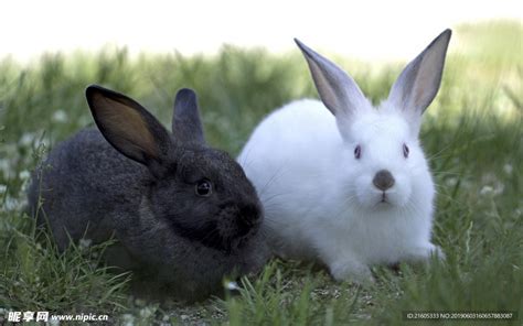 动物摄影图 野生动物 生物世界 摄影图库 昵图网