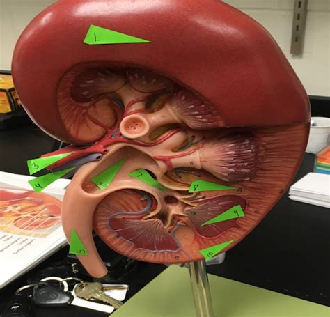Lab Exam 3 Urinary Models Part 2 Diagram Quizlet