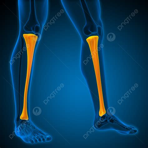 3d Render Medical Illustration Of The Tibia Skeleton Tibial X Ray Photo Background And Picture