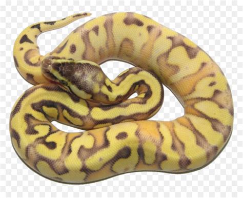 Ball Python Png