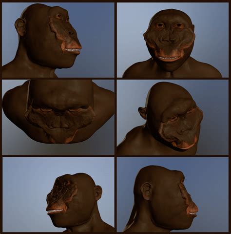 The Face Muscles I Rendered For A Sediba Adapted To A Paranthropus