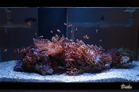 Clownfish And Anemone Only Tank Reef Central Online Community