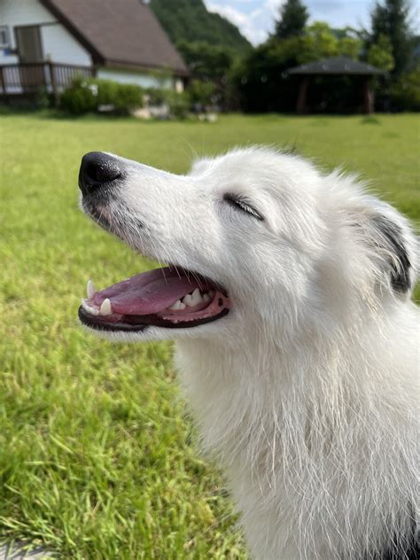 우리 귀여운 보더콜리 보고가요 주식 에펨코리아