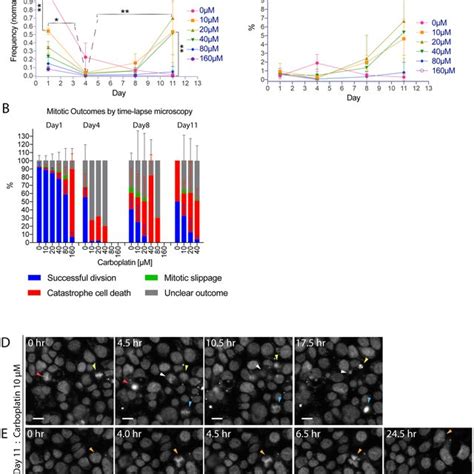 Time Lapse Microscopy Analysis Revealed Aberrant Mitotic Slippage