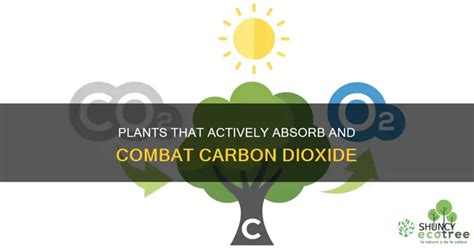 Plants That Actively Absorb And Combat Carbon Dioxide ShunCy