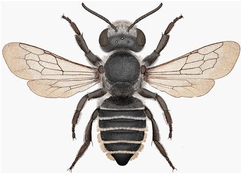 Sciency Thoughts A New Species Of Leafcutter Bee From Mexico