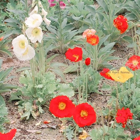 양귀비 꽃말 개양귀비 꽃 화초 숙근 양귀비 관상용 종류 네이버 블로그