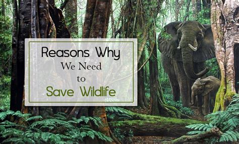 Why Wildlife Conservation Matters 11 Reasons To Protect Wildlife