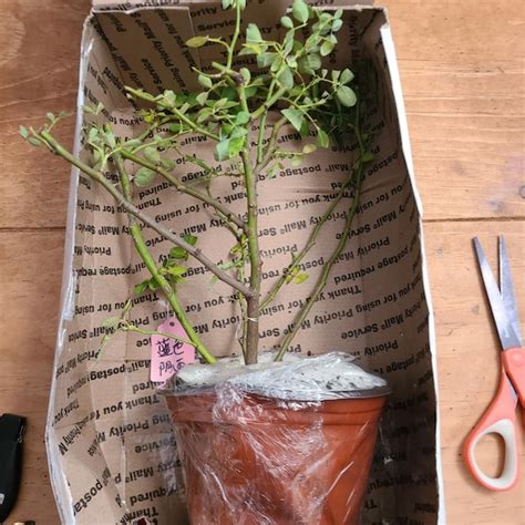 Rose Sophie Rochas 索菲罗莎 Etsy